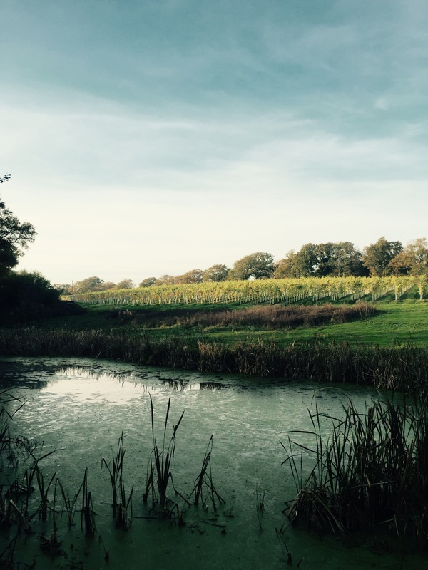Off the Line Vineyard | The Great British Vineyards Guide