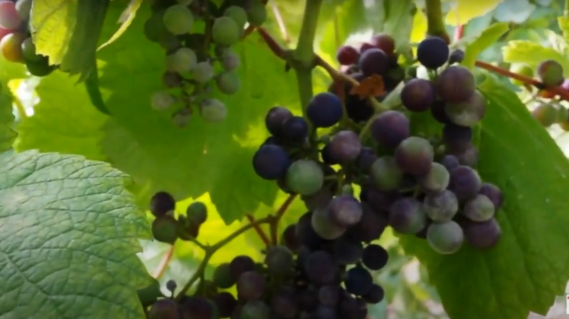 Rondo | The Great British Vineyards Guide